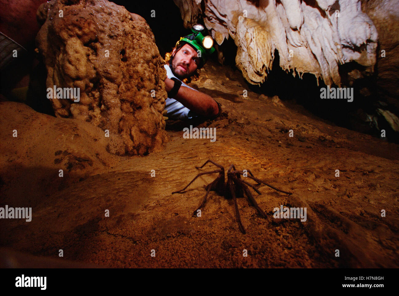 Cave Tarantula (Hemirrhagus reddelli) observed by Peter Sprouse, Oaxaca ...
