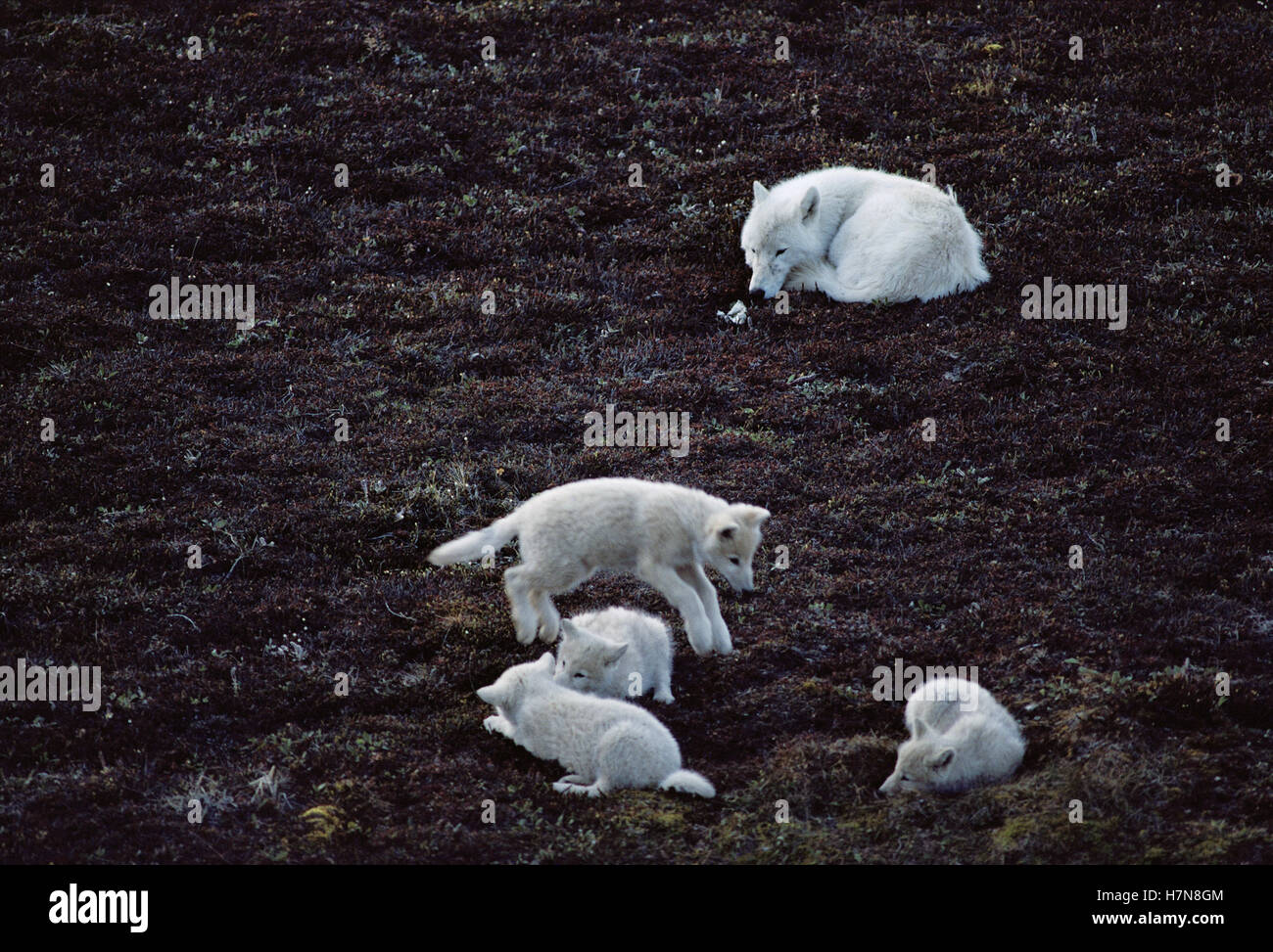 Arctic Wolf (Canis lupus) pups playing, Ellesmere Island, Nunavut ...