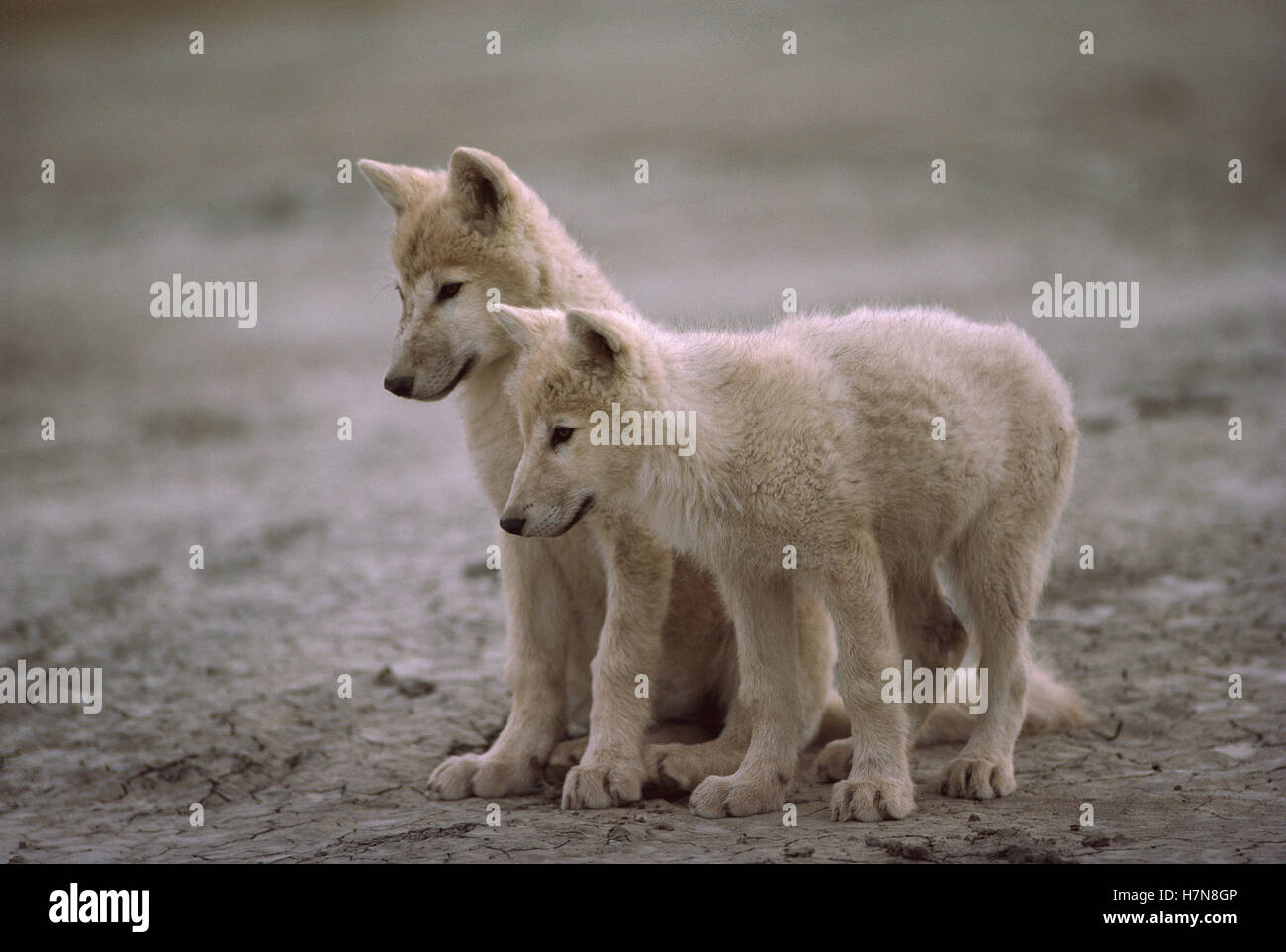Arctic Wolf (Canis lupus) pups, Ellesmere Island, Nunavut, Canada Stock ...