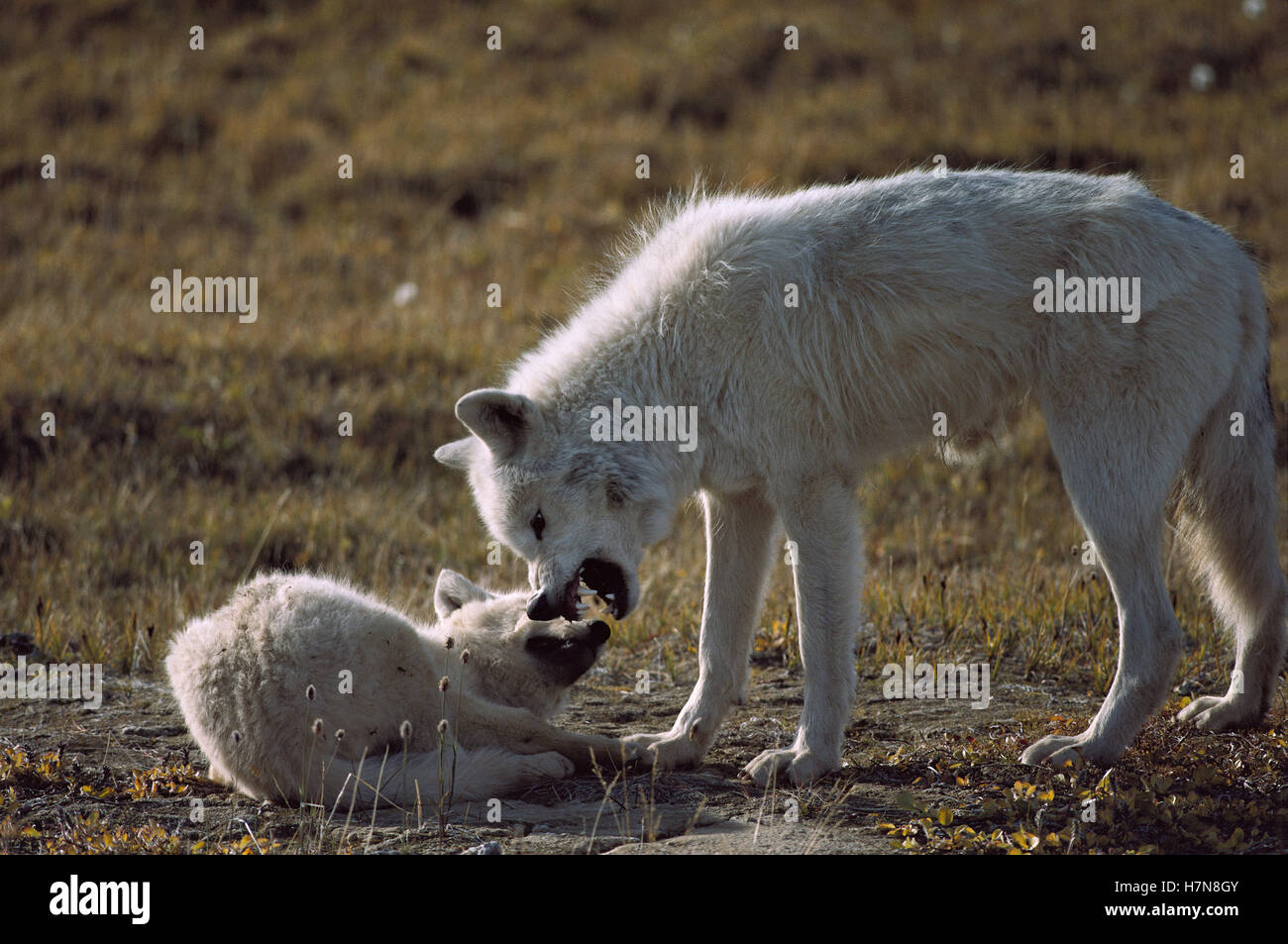 Arctic Wolf (Canis lupus) scolding pup, Ellesmere Island, Nunavut ...