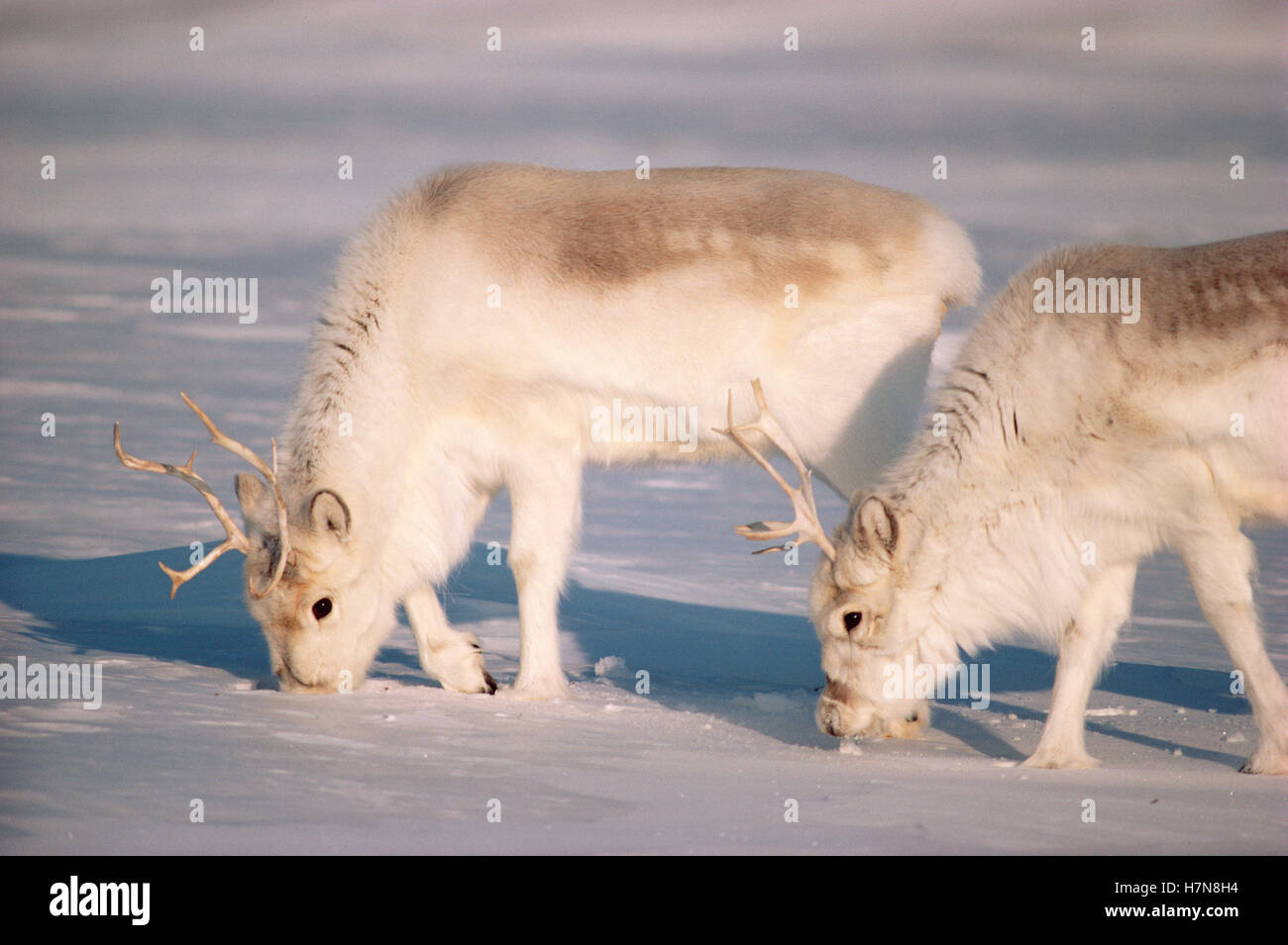 Peary Caribou (Rangifer tarandus pearyi) pair foraging for lichen under ...