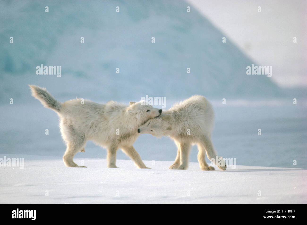 Arctic Wolf (Canis lupus) juveniles playing, Ellesmere Island, Nunavut ...