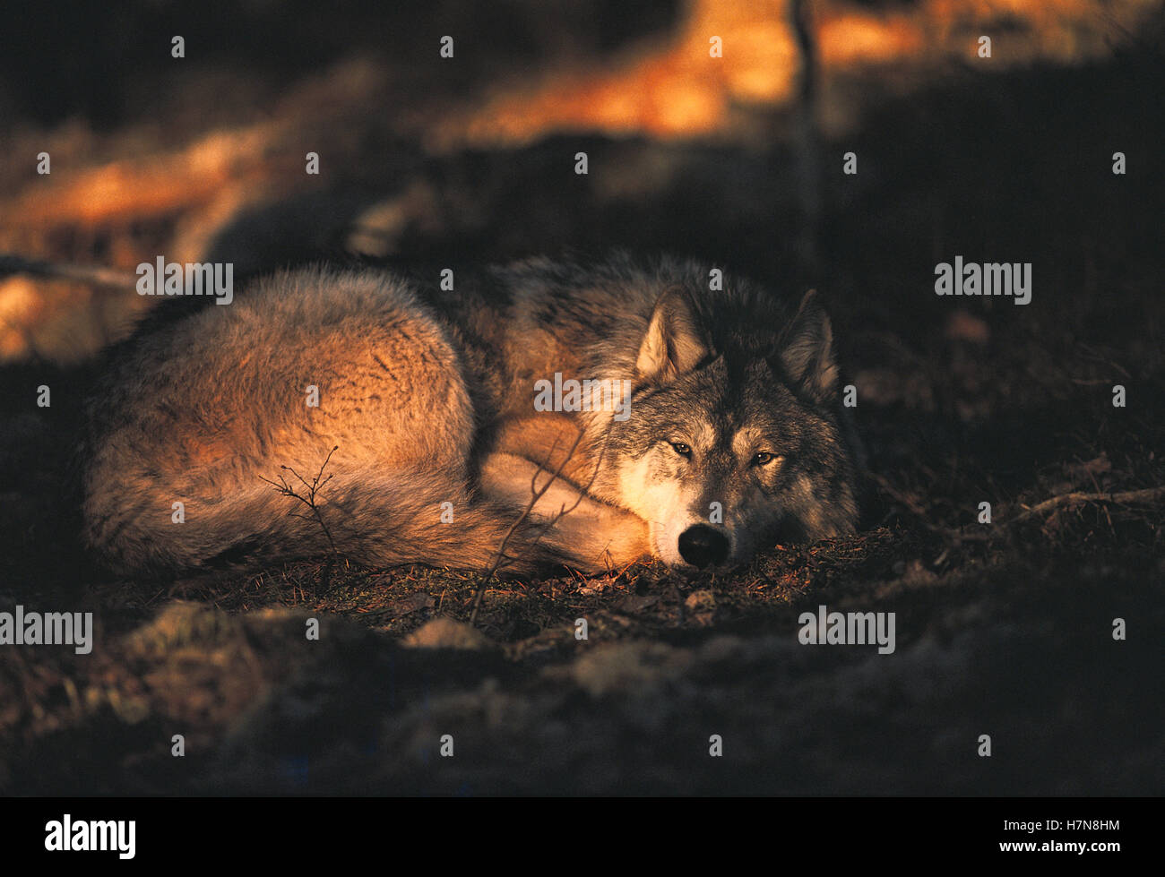 Timber Wolf (Canis lupus) curled up resting in the forest, Northwoods ...