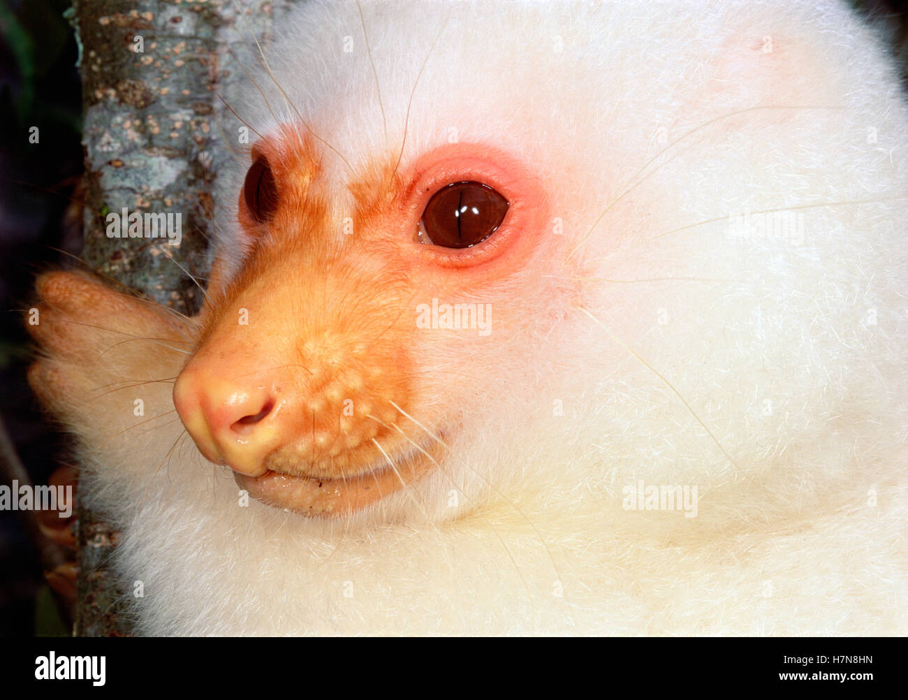 Common Cuscus Phalanger Orientalis Portrait Papua New Guinea Stock