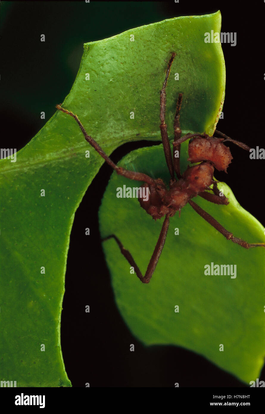 Leafcutter Ant (Atta laevigata) worker cutting Papaya leaf Stock Photo ...