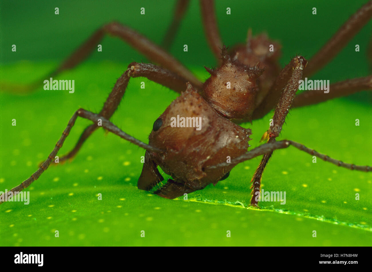 Leafcutter Ant (Acromyrmex octospinosus) worker cutting papaya leaf ...
