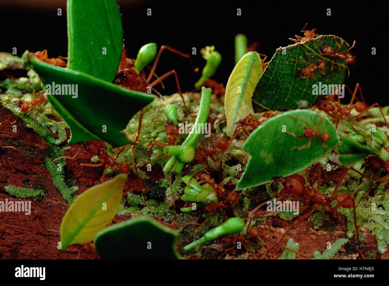 Leafcutter Ant (Atta cephalotes) workers carrying leaves to nest ...