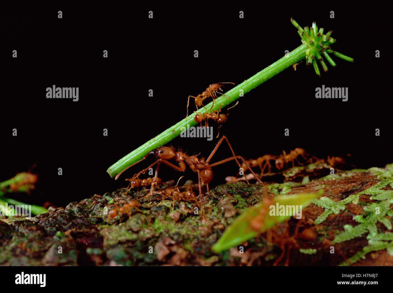 Leafcutter Ant (Atta cephalotes) workers carrying leaves to nest ...
