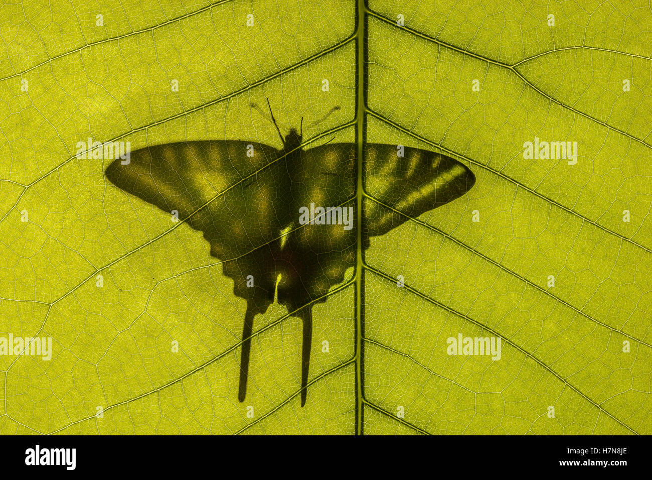 Zebra Swallowtail (Protographium marcellus) Adult silhouetted on ...