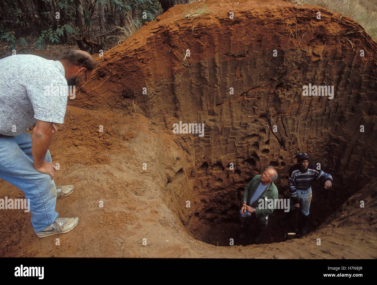 Leafcutter Ant (Atta laevigata) nest excavated by researchers, Batucatu ...