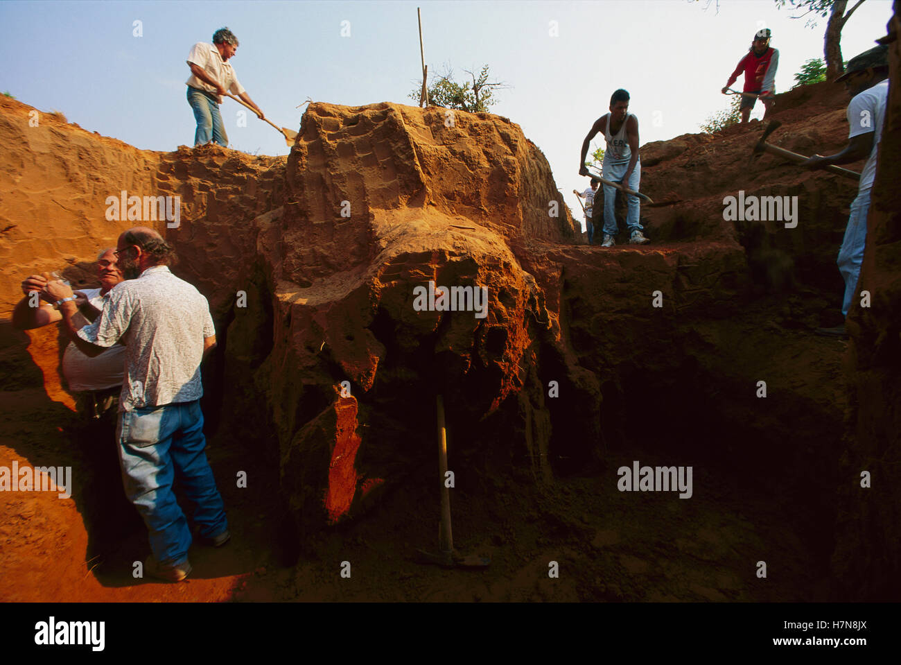 Leafcutter Ant (Atta capiguara) nest partially excavated near Sao Paulo ...
