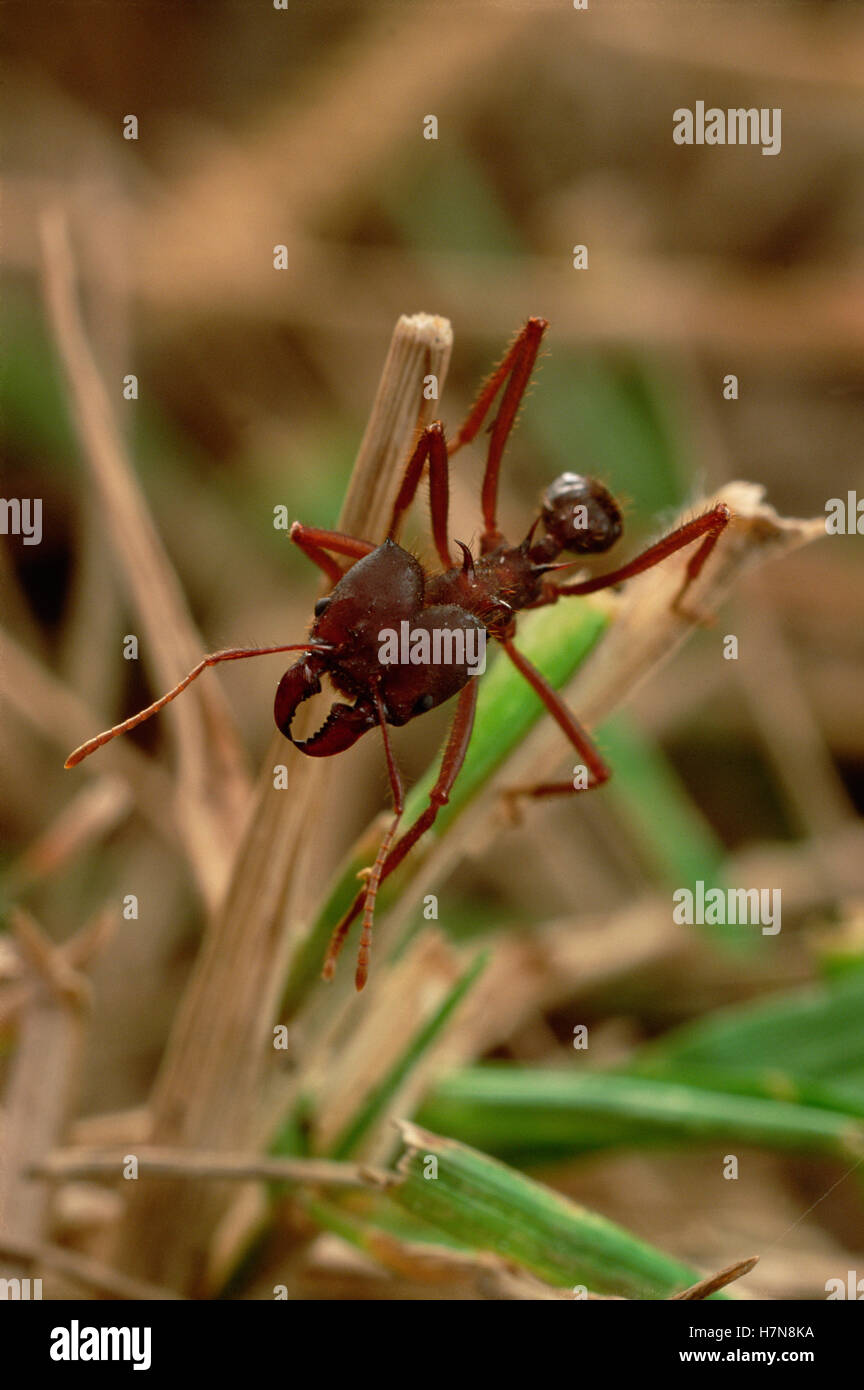 Leafcutter Ant (Atta capiguara) certain ants like this species ...