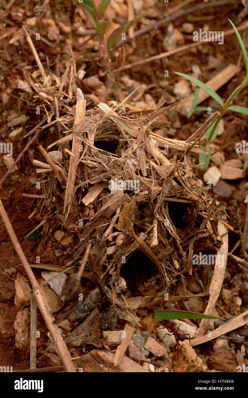 Leafcutter Ant (Atta sp) nest entrance, some of the grass-cutting ...