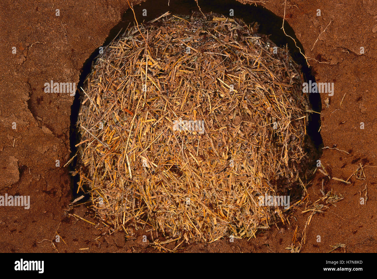 Leafcutter Ant (Atta capiguara) fungus garden looks like a bale of hay ...