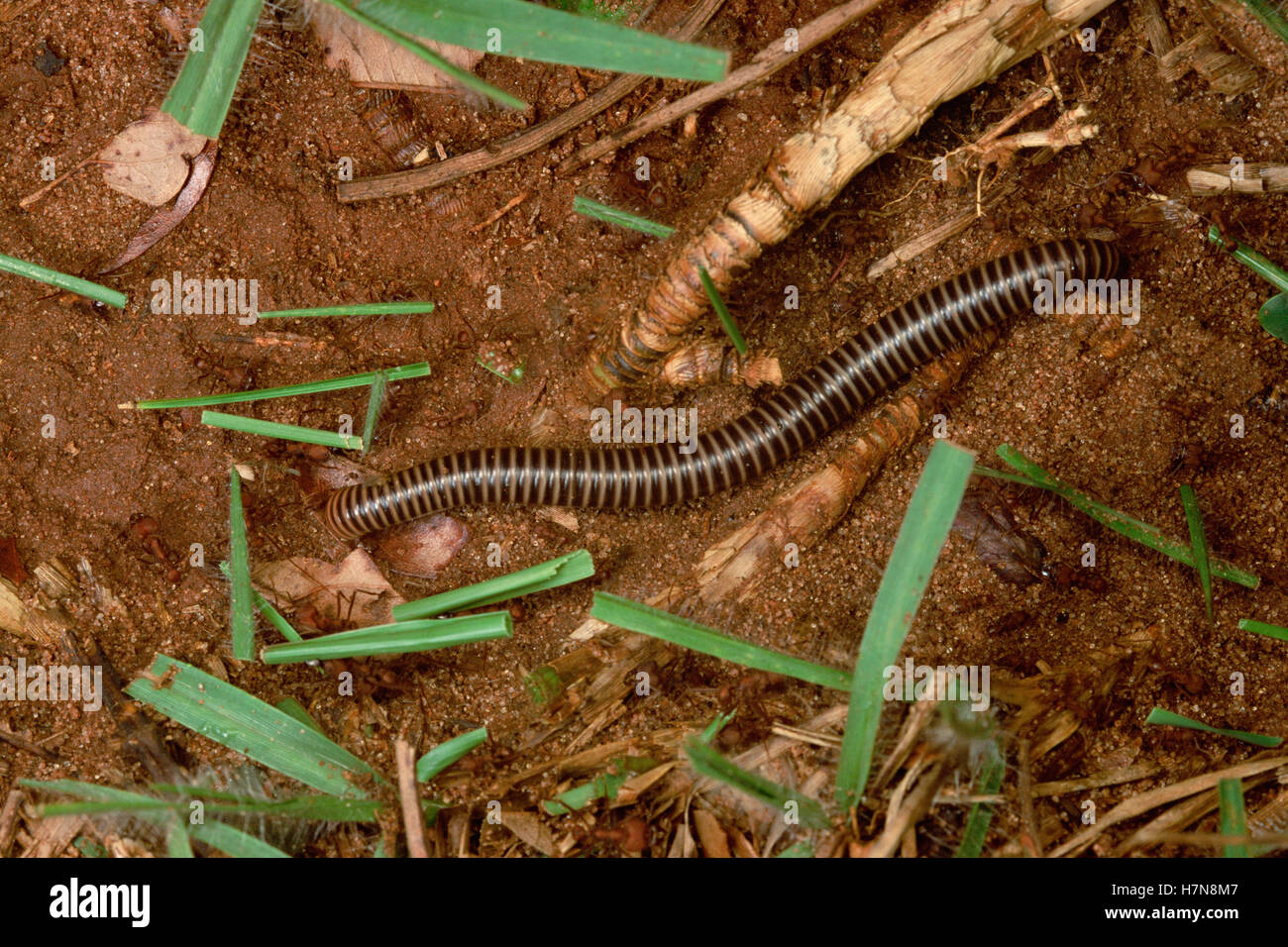 Leafcutter Ant (Atta columbica) workers carrying leaves and Millipede ...