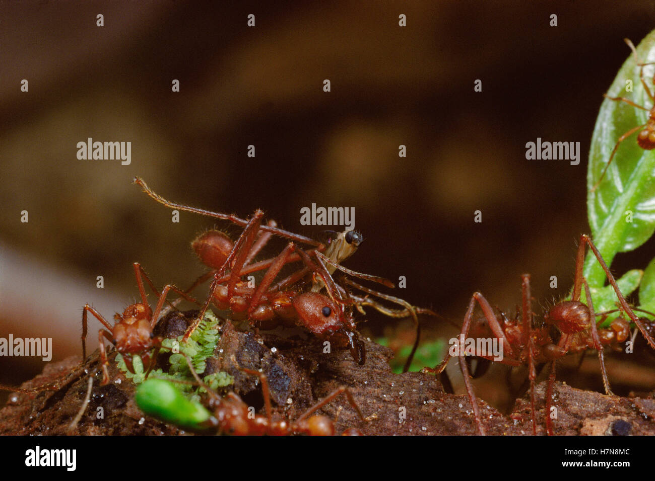 Phorid fly lays egg on head of Leafcutter Ant (Atta cephalotes) workers ...