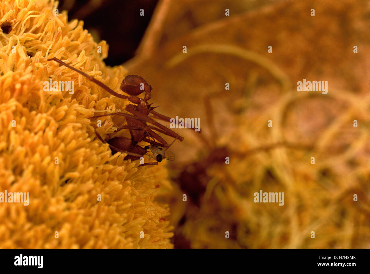 Phorid fly laying egg on back of unsuspecting Leafcutter Ant (Atta ...
