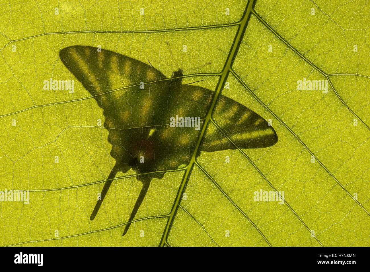 Zebra Swallowtail (Protographium marcellus) Adult silhouetted on ...