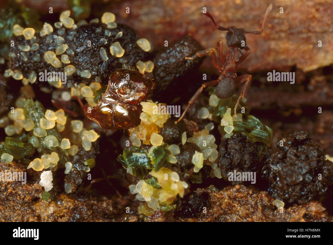 Fungus Gardening Ant (Cyphomyrmex sp) fungus garden grows upon ...