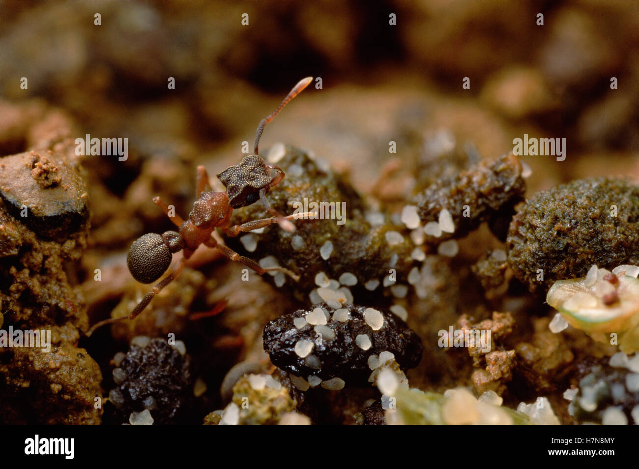 Fungus Gardening Ant (Cyphomyrmex sp) fungus garden grows upon insect ...