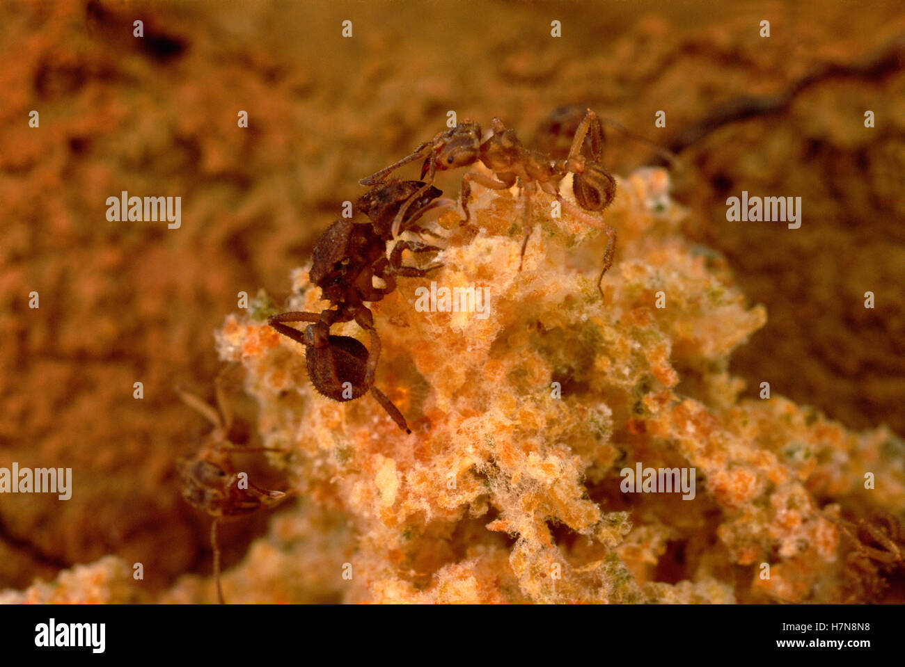 Leafcutter Ant (Trachymyrmex sp) queen and workers in nest chamber ...