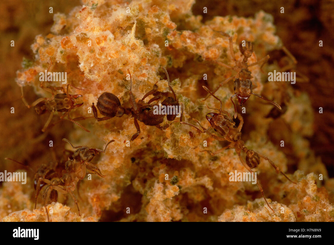 Leafcutter Ant (Trachymyrmex sp) queen and workers in nest chamber ...