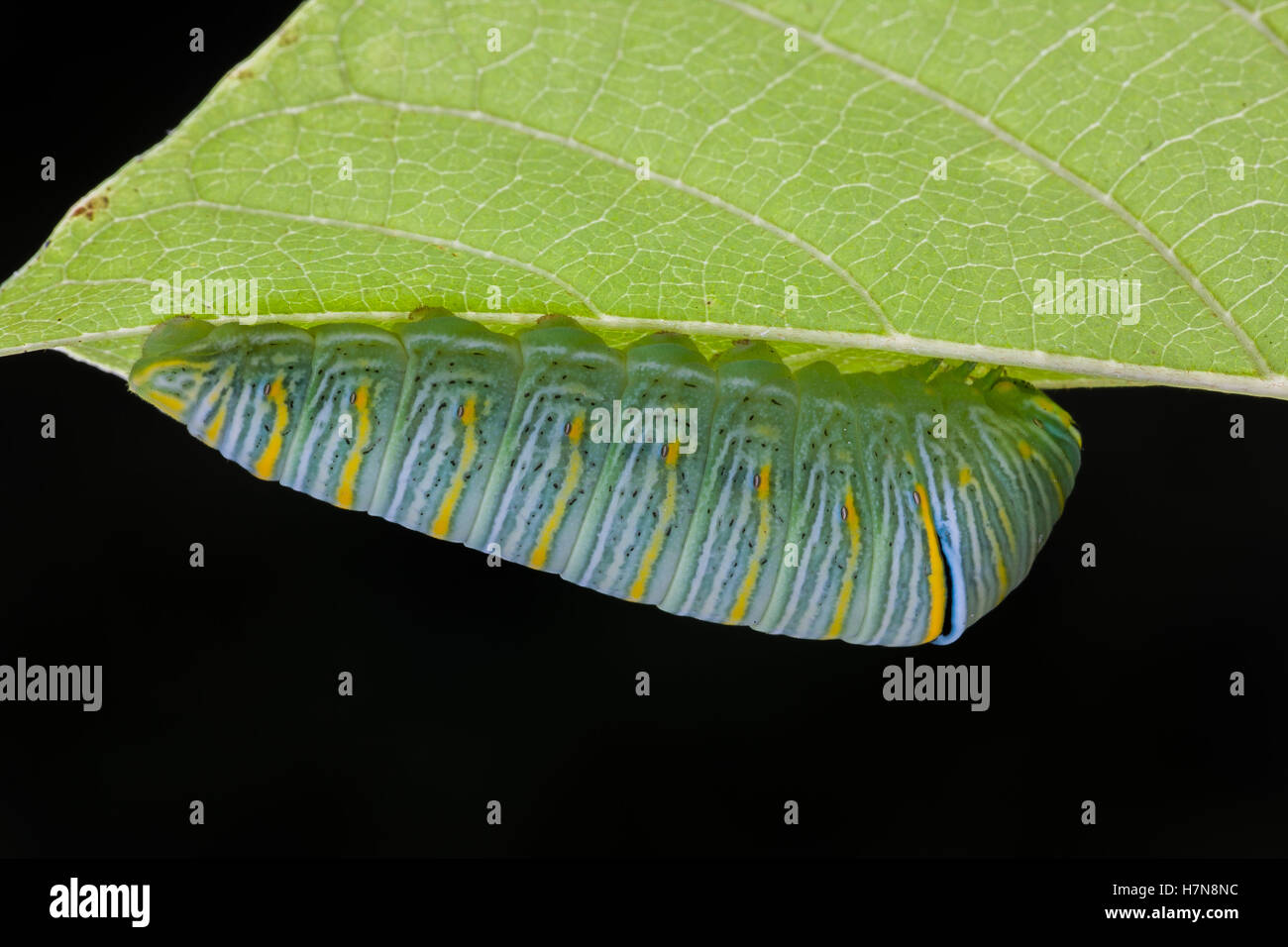 Zebra Swallowtail (Protographium marcellus) 5th instar larva on the ...