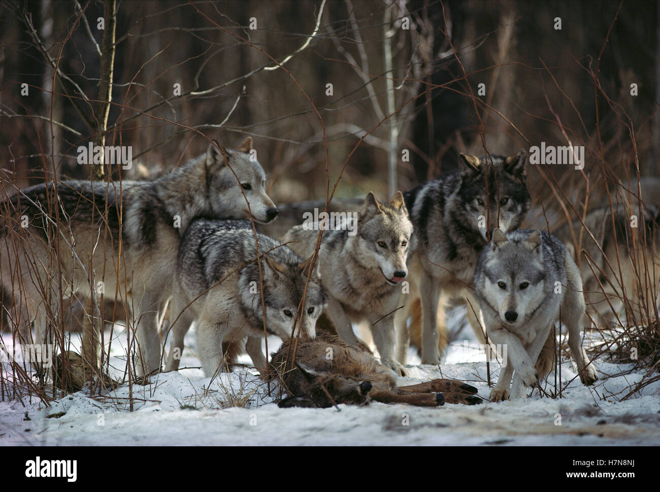 Timber Wolf (Canis lupus) pack feeding at deer kill, Minnesota Stock ...