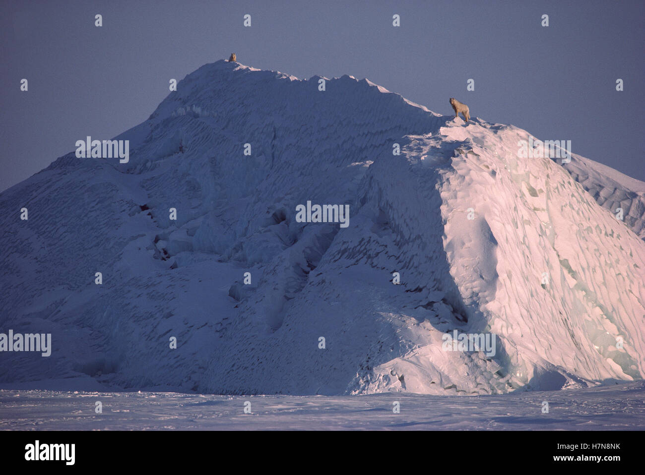 Arctic Wolf (Canis lupus) on top of iceberg, Ellesmere Island, Nunavut ...