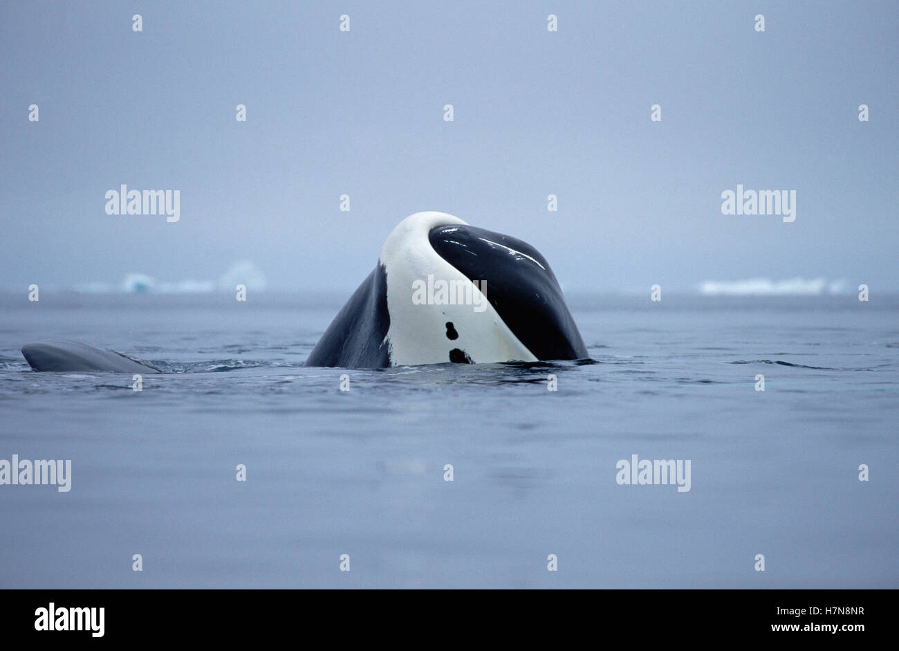 Bowhead Whale (Balaena mysticetus) juvenile basking, Baffin Island ...