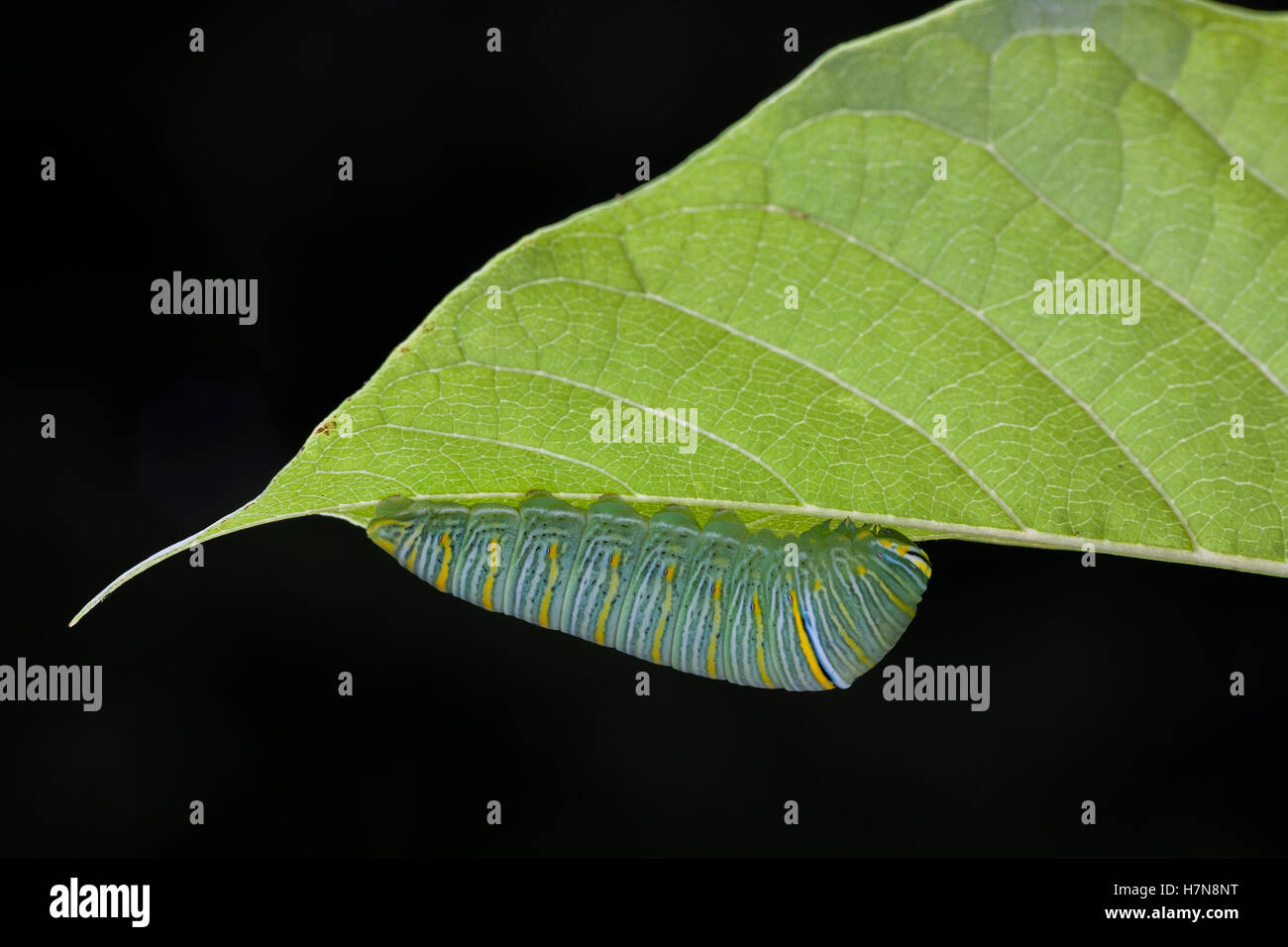 Zebra Swallowtail (Protographium marcellus) 5th instar larva on the ...