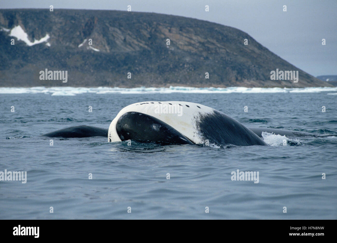 Bowhead Whale (Balaena mysticetus) juvenile basking, Baffin Island ...