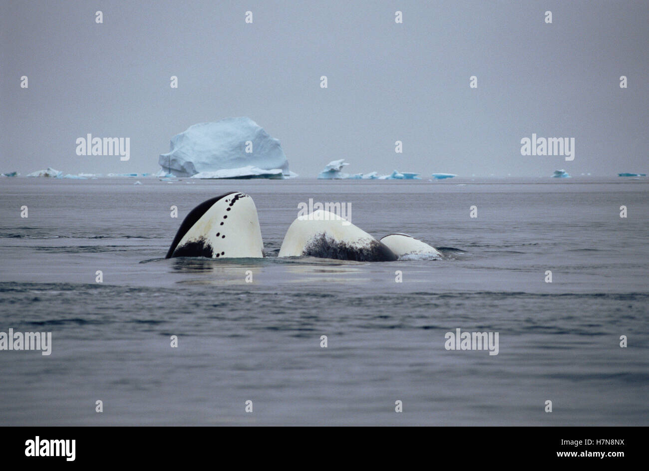 Bowhead Whale (Balaena mysticetus) juvenile basking, Baffin Island ...