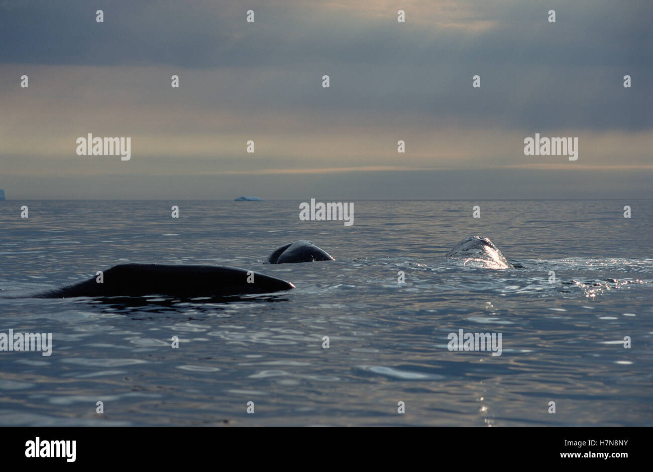 Bowhead Whale (Balaena mysticetus) juvenile basking, Baffin Island ...