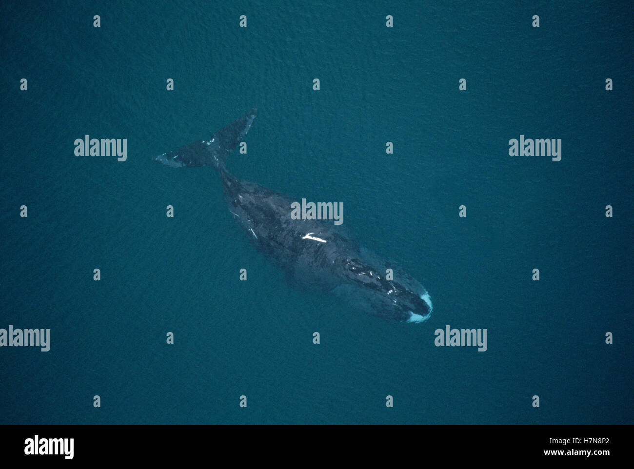 Bowhead Whale (Balaena mysticetus) aerial view of 50 foot adult scarred ...