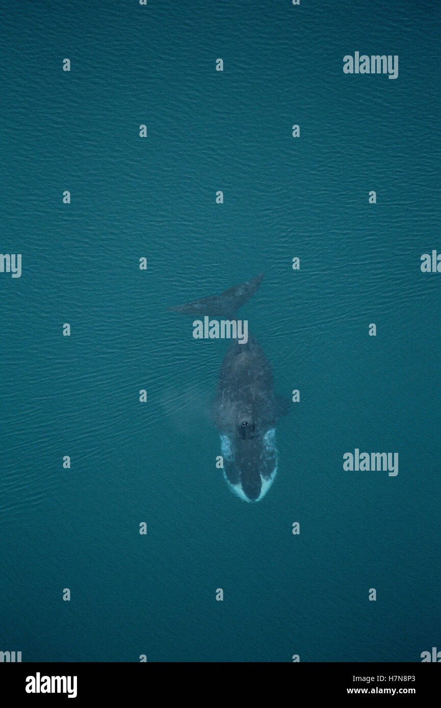 Bowhead Whale (Balaena mysticetus) aerial view of 50 foot adult scarred ...