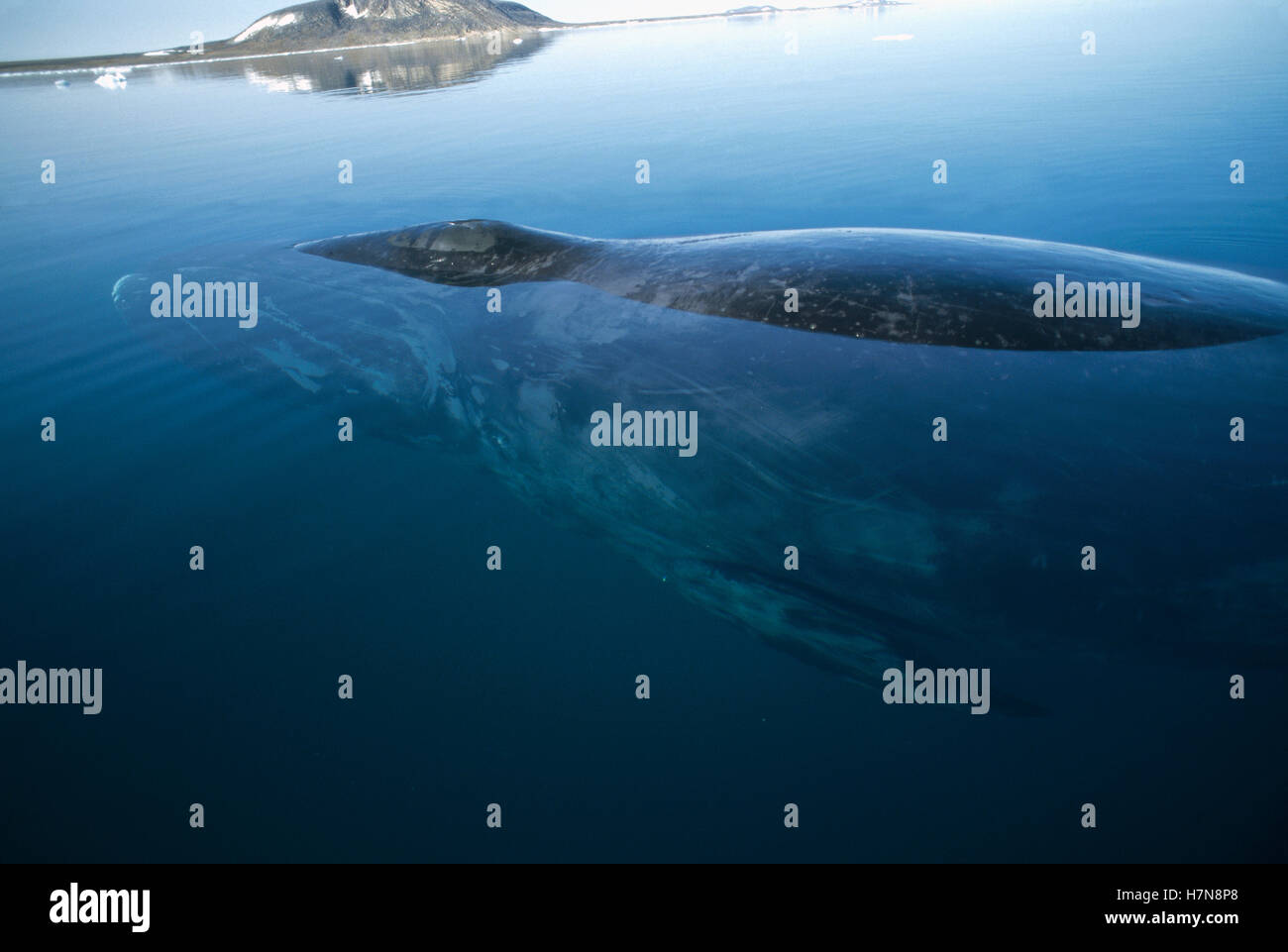 Bowhead Whale (Balaena mysticetus) resting at waters surface, Isabella ...