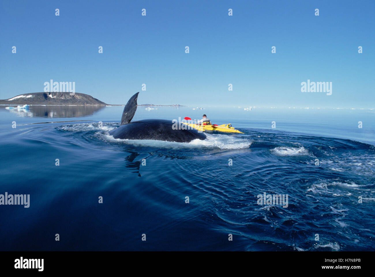 Bowhead Whale (Balaena mysticetus) observed by Canadian biologist Kerry ...
