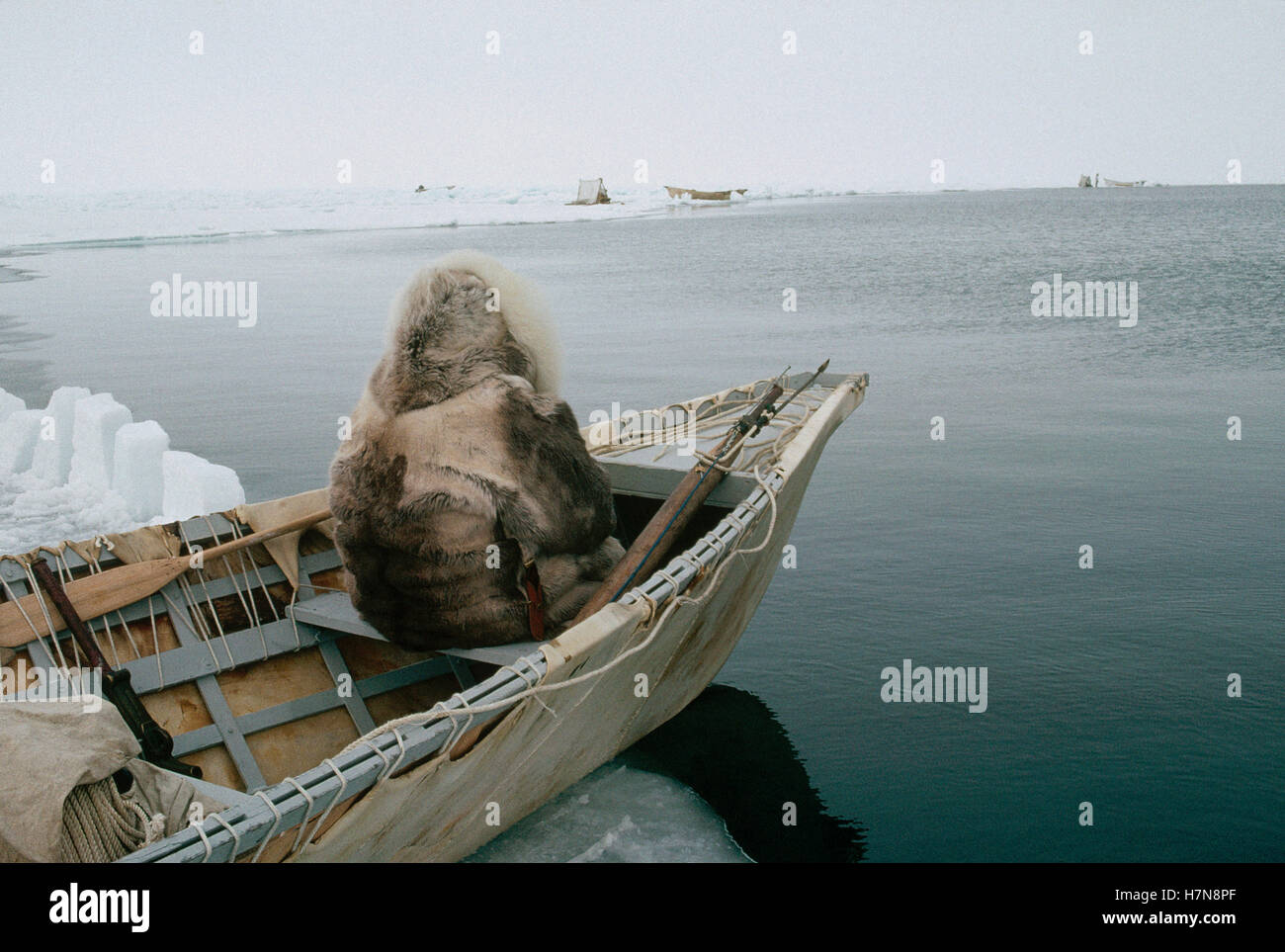Bowhead Whale (Balaena mysticetus) hunter, an Inuit in traditional ...