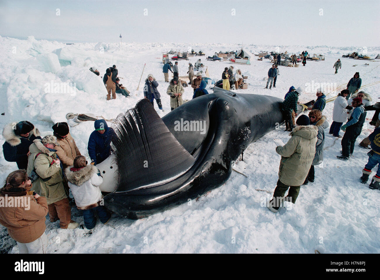 Bowhead Whale (Balaena mysticetus) captured by Inuits who gather around ...