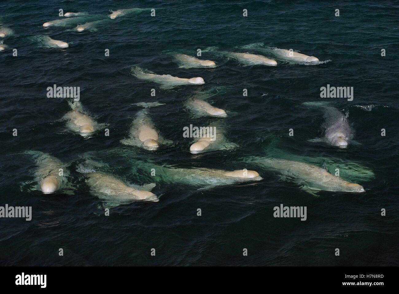 Beluga (Delphinapterus leucas) whale pod molt in freshwater shallows ...