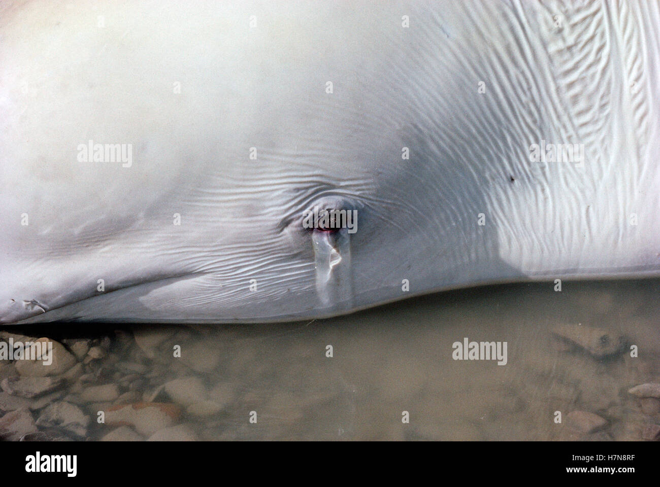 Beluga (Delphinapterus leucas) stranded on shore awaits incoming tide ...
