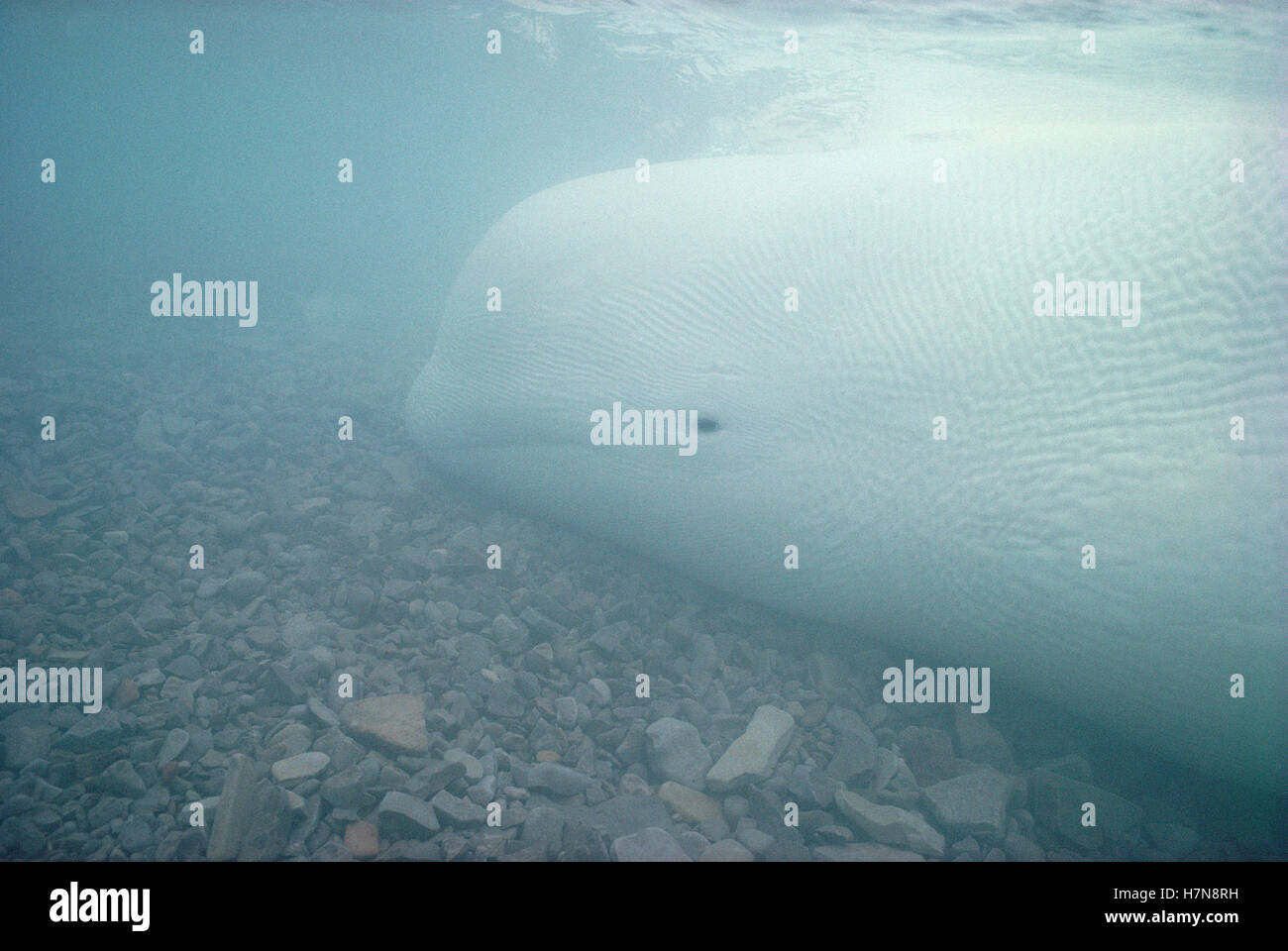 Beluga (Delphinapterus leucas) stranded in shallow water, Northwest ...