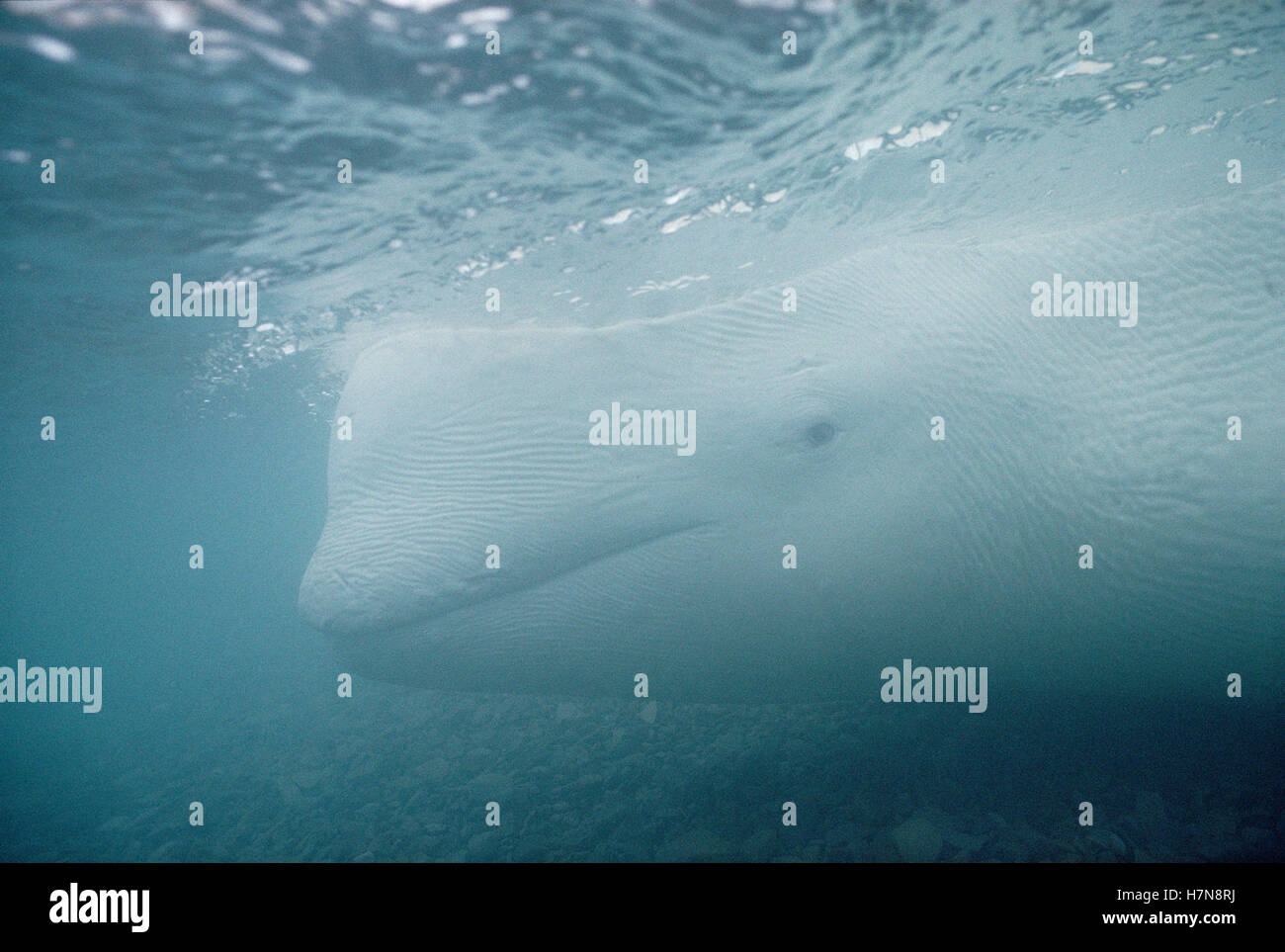 Beluga (Delphinapterus leucas) stranded in shallow water, Northwest ...