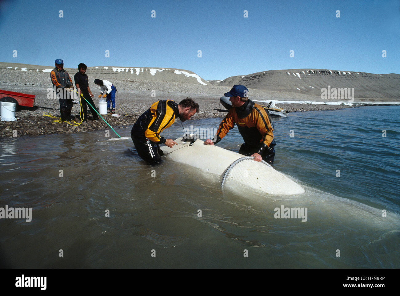 Beluga (Delphinapterus leucas) whale, being tagged with satellite ...
