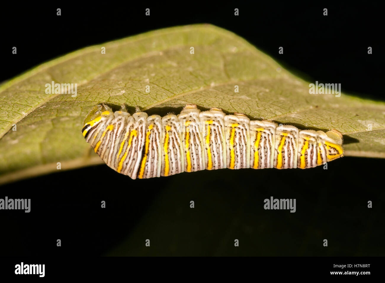 Zebra Swallowtail (Protographium marcellus) 5th instar larva on the ...