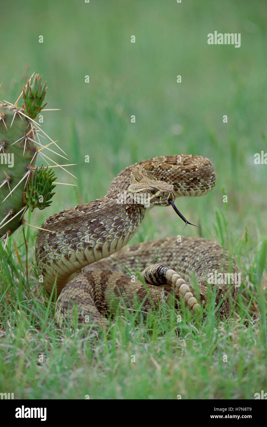 Western Diamondback Rattlesnake (Crotalus atrox) in defensive posture ...