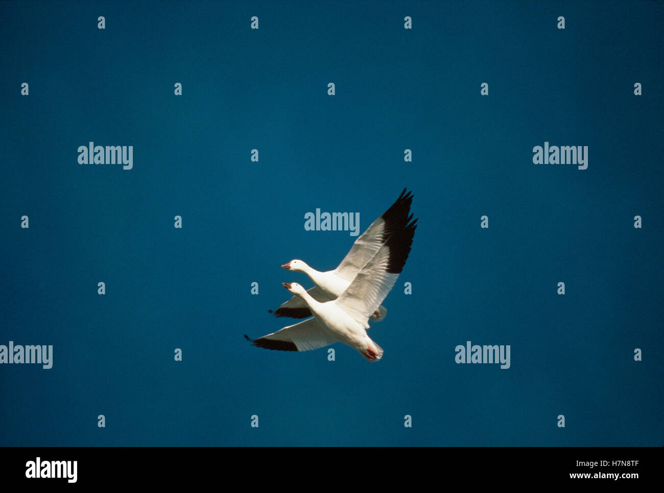 Snow Goose (Chen caerulescens) pair flying, California Stock Photo - Alamy