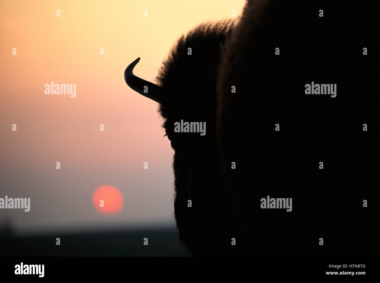American Bison (Bison bison) at sunset, South Dakota Stock Photo - Alamy