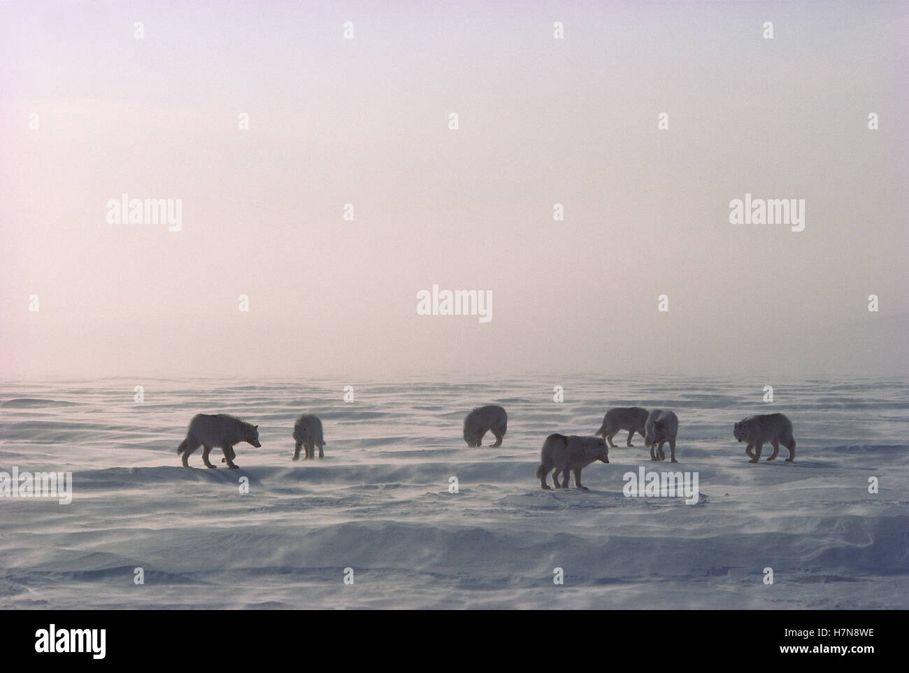 Arctic Wolf (Canis lupus) pack on ice field, Ellesmere Island, Nunavut ...